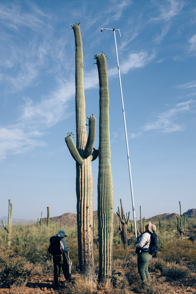 Saguaro research project listed on USGS’s top 10 incredible stories ...