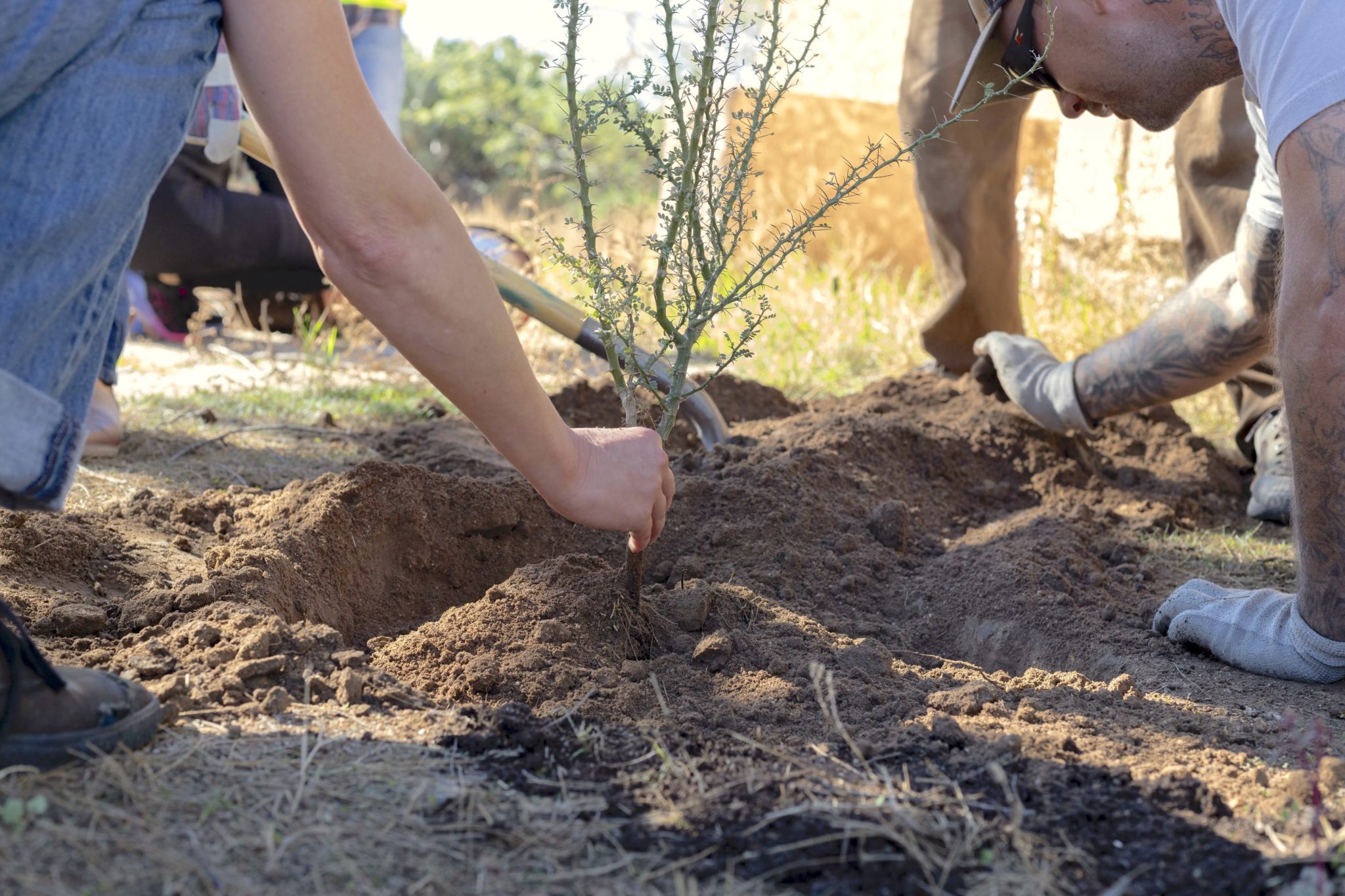 SERI Partnering with Mayor Regina Romero’s Tucson Million Trees New 5M ...